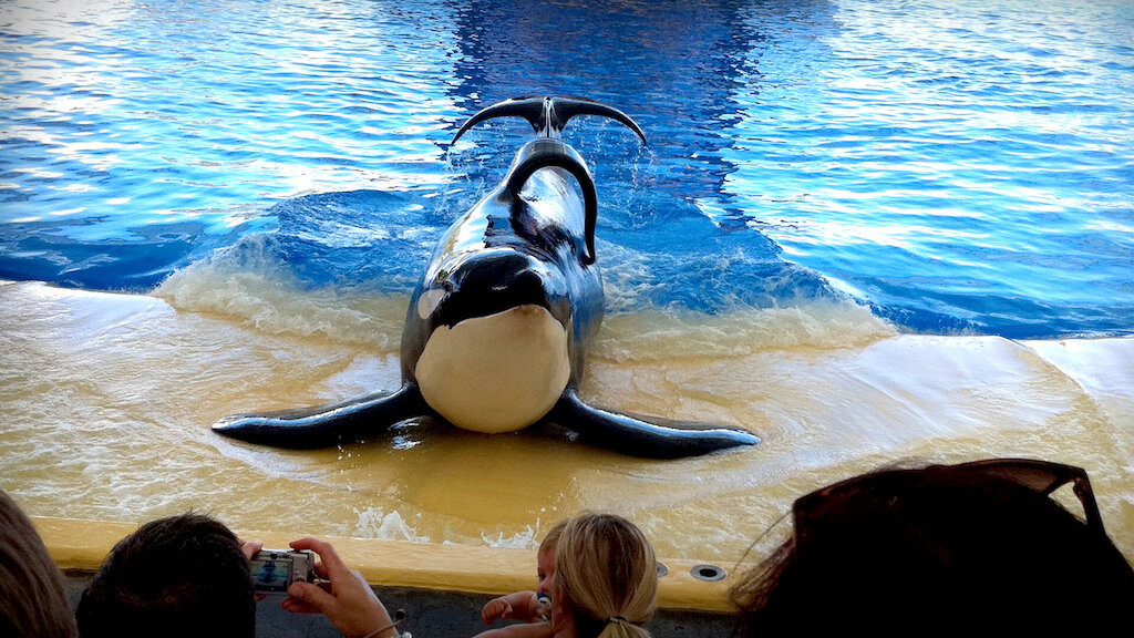 Blackfish Documentary Online